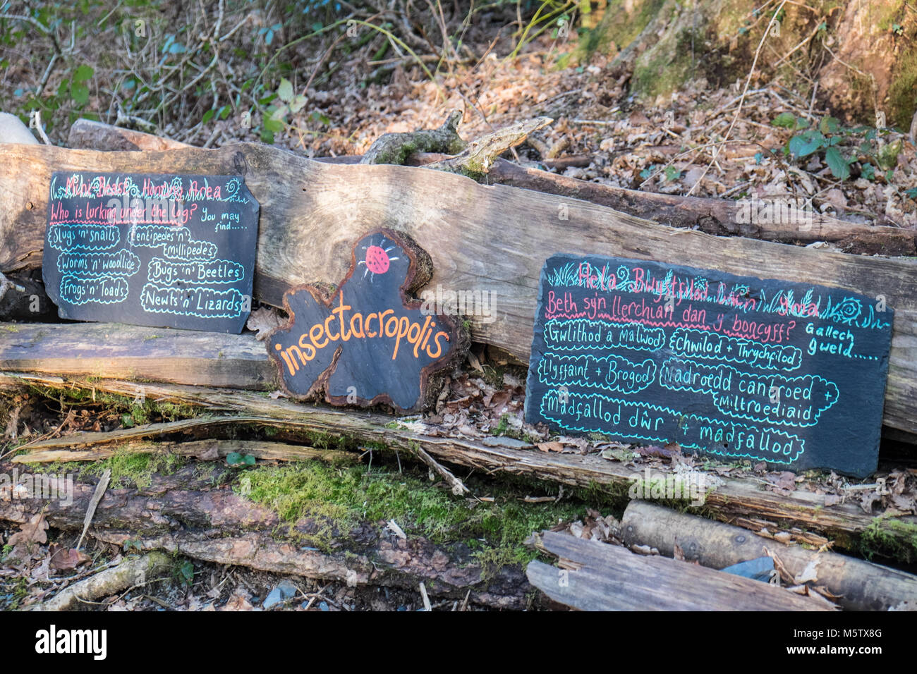 Ynys hir and insect hi-res stock photography and images - Alamy