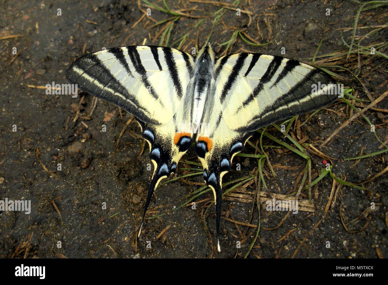 Butterfly Iphiclides Podalirius Swallowtail High Resolution Stock ...