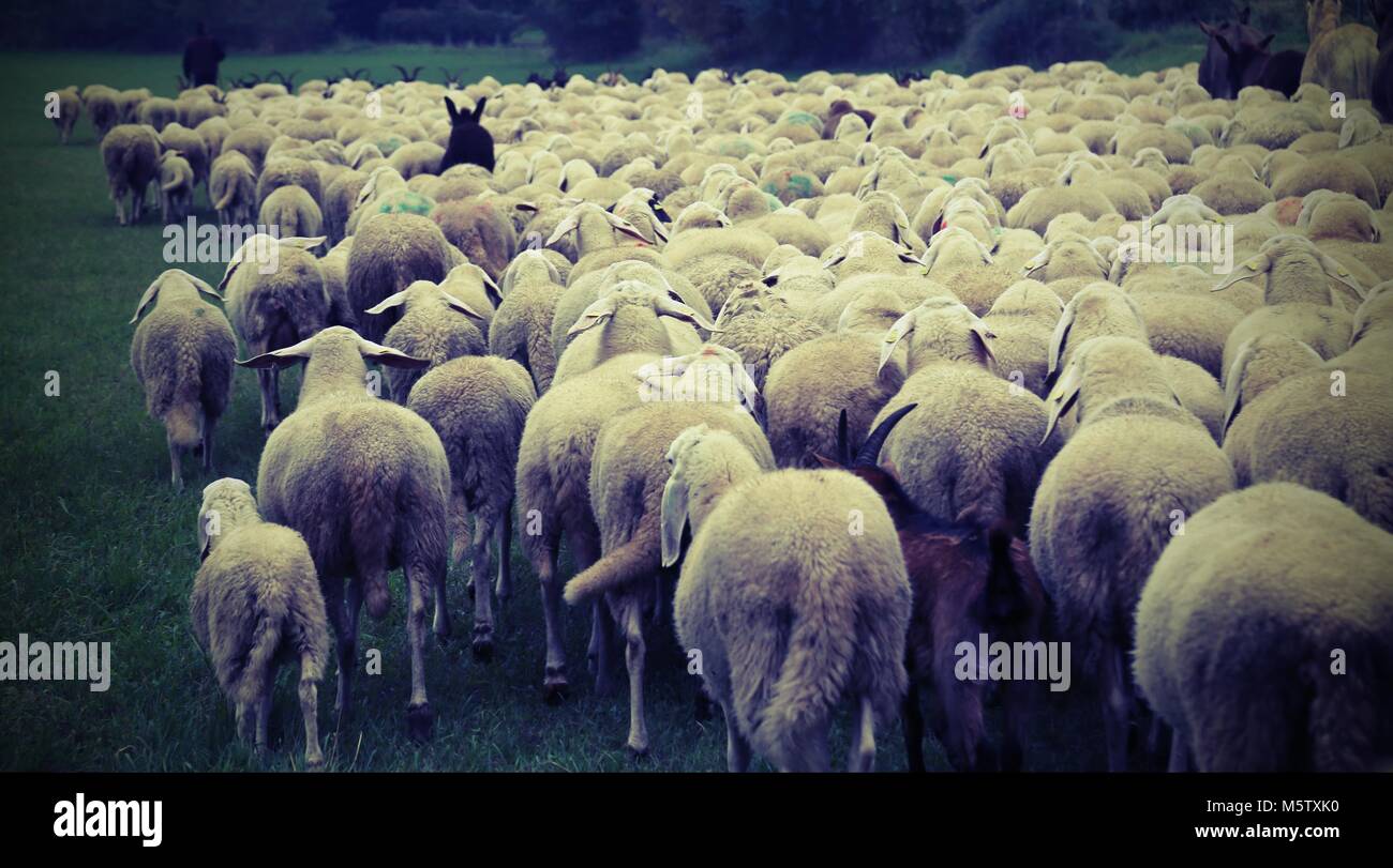 Many sheep thick wool hi-res stock photography and images - Alamy