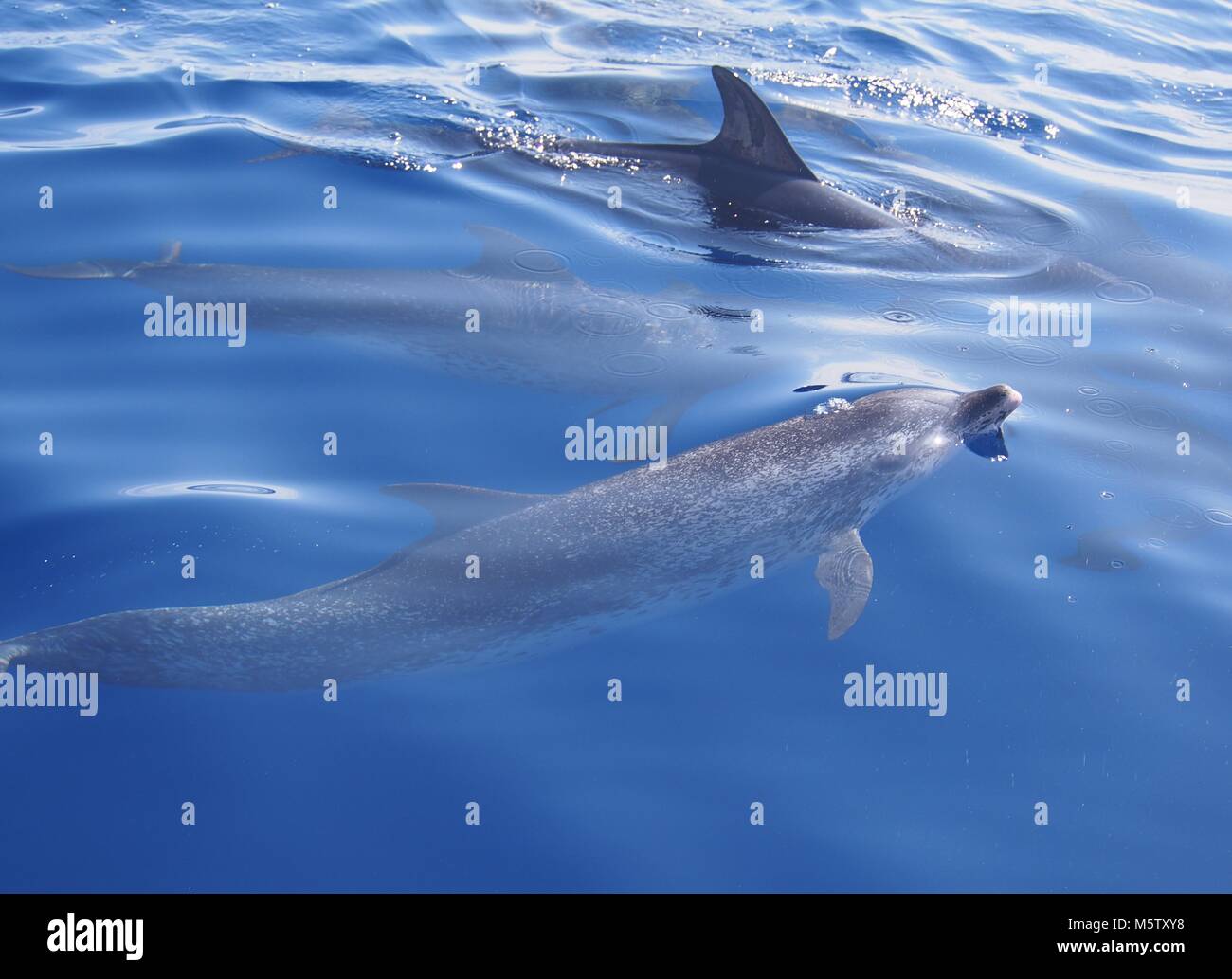 Atlantic spotted dolphins swimming, Madeira Island (Atlantic ocean ...