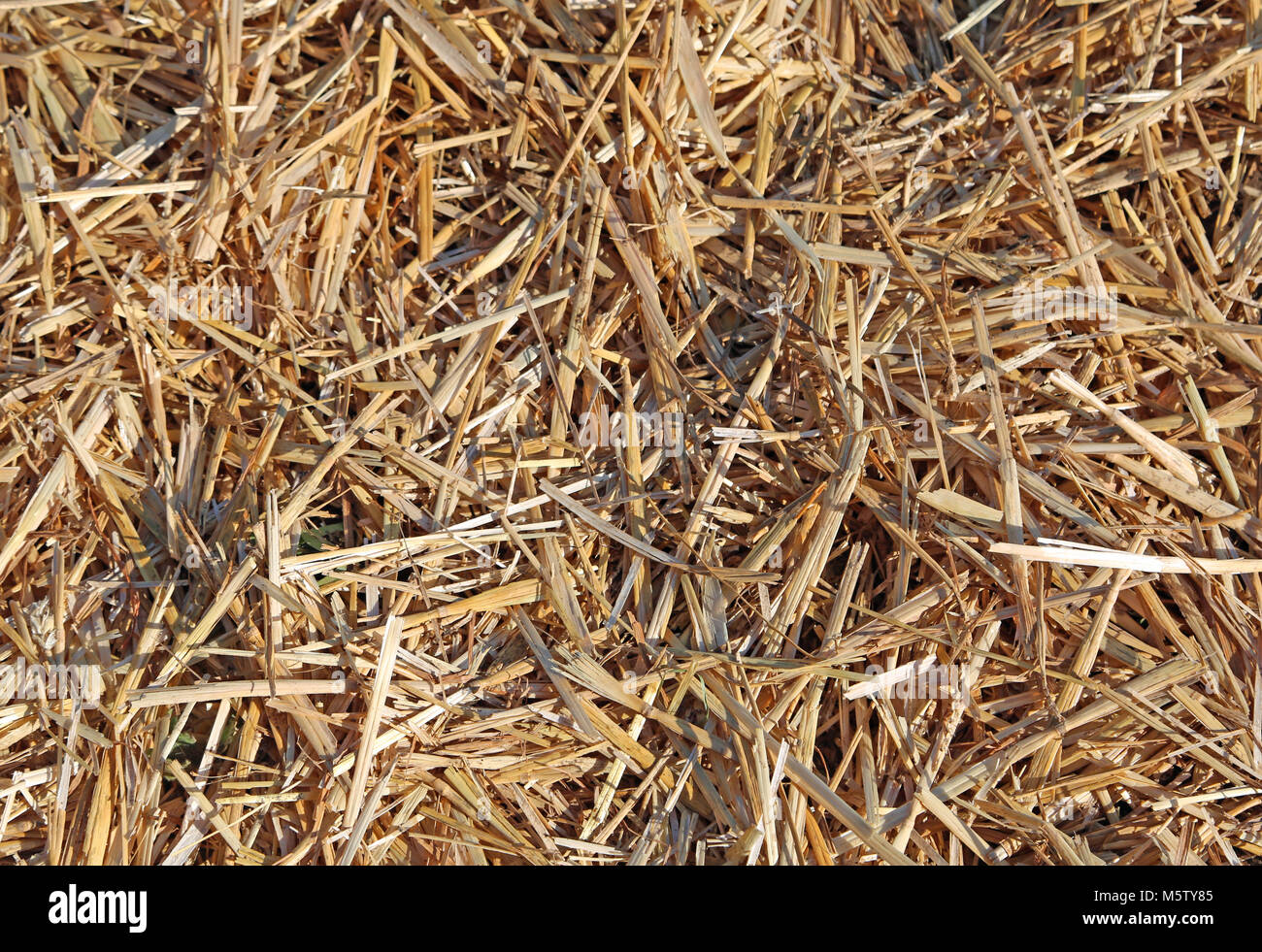amazing background with straw and dry hay in the horse stable Stock ...