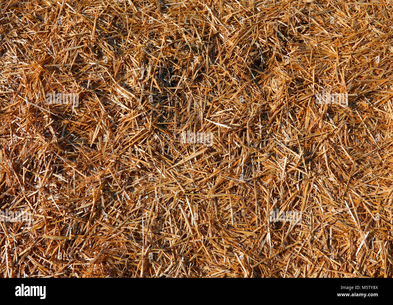 background of straw and dry hay in the stable Stock Photo - Alamy