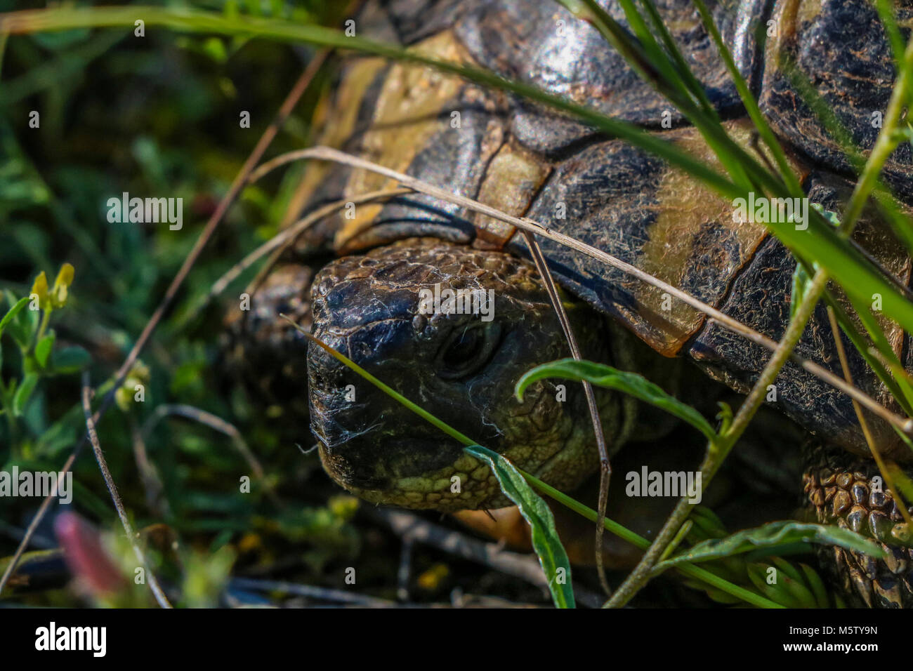 Turtle cute photo hi-res stock photography and images - Alamy