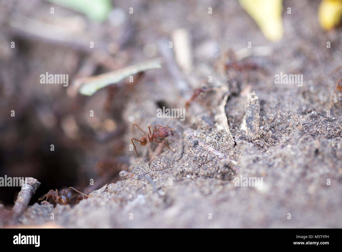 Leaf cutter ants gathering pieces of leaves and returning to nest Stock ...