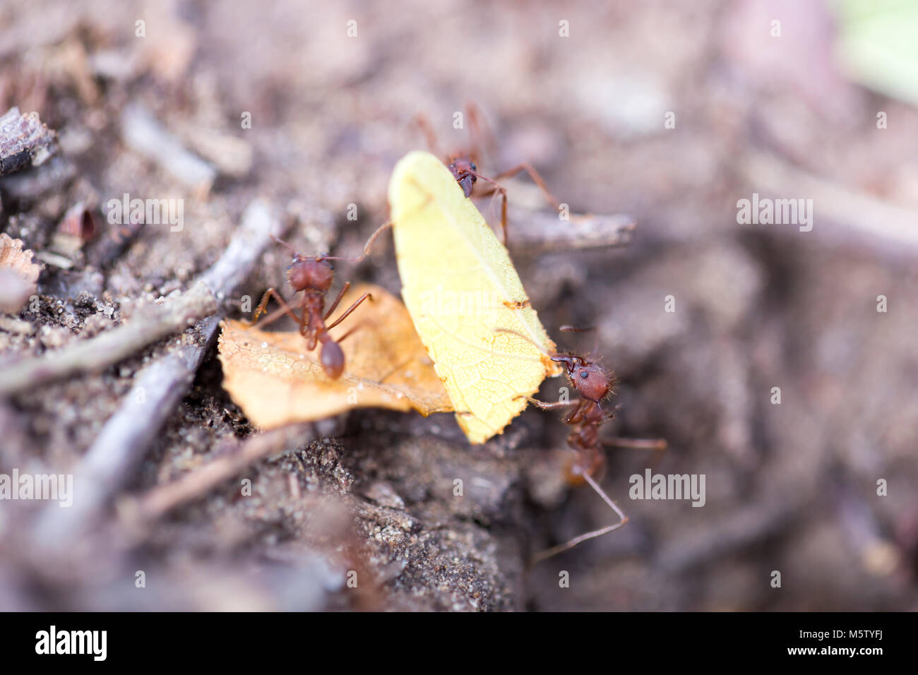 Leaf cutter ants gathering pieces of leaves and returning to nest Stock ...