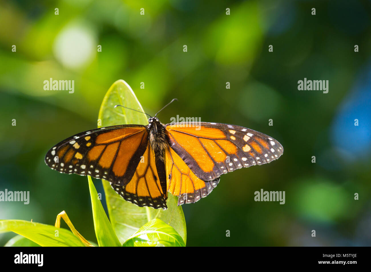 Key west butterfly garden hi-res stock photography and images - Alamy