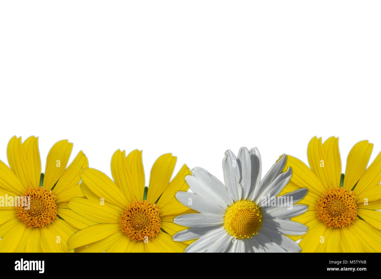 four daisies, three yellow and one white on white background Stock ...