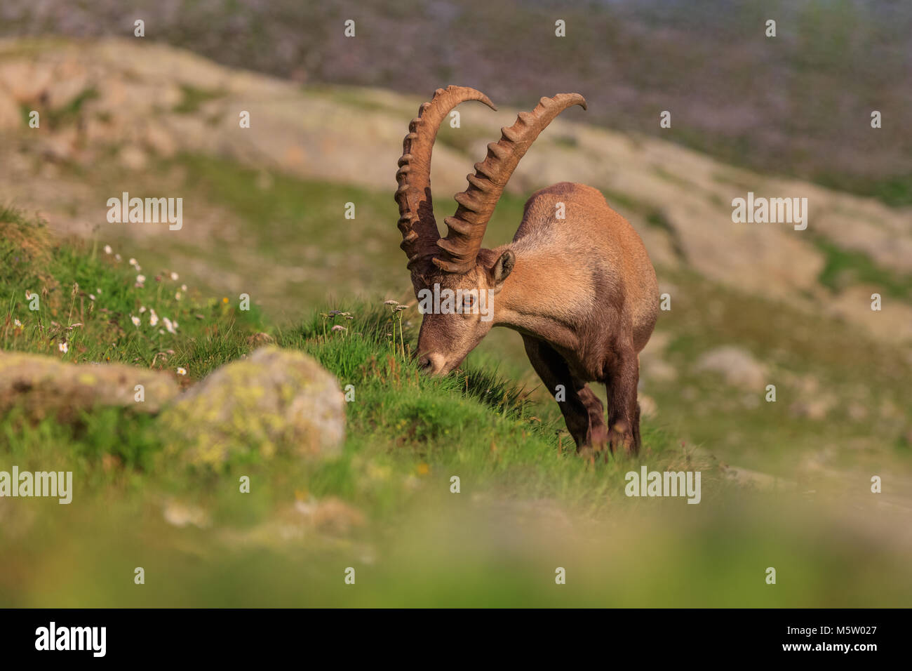 Ibex, Range of Mont Blanc. French Alps Stock Photo - Alamy
