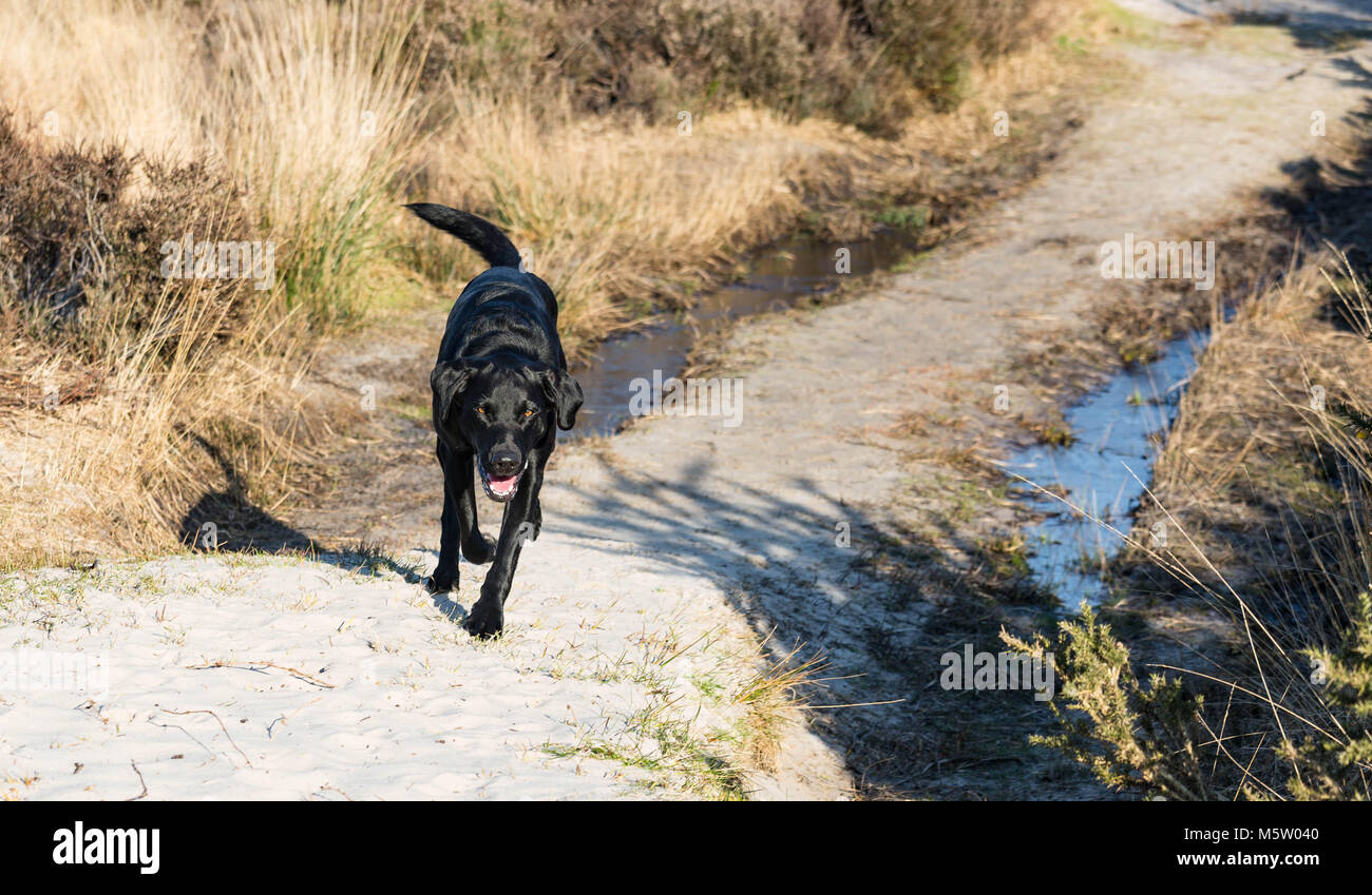 Black labrador retriever shadow hi-res stock photography and images - Alamy