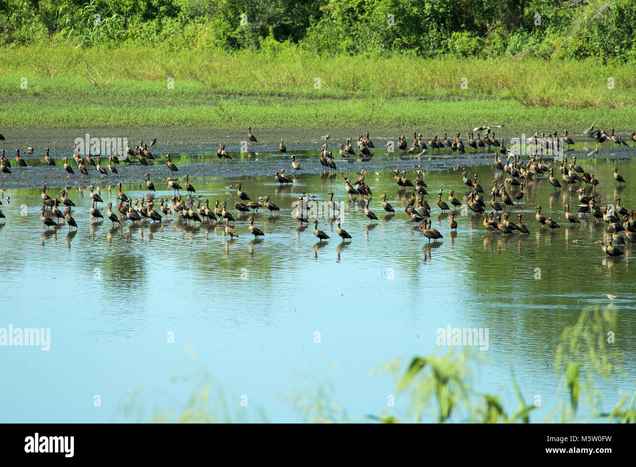 Aves migratorias migratorias hi-res stock photography and images - Alamy