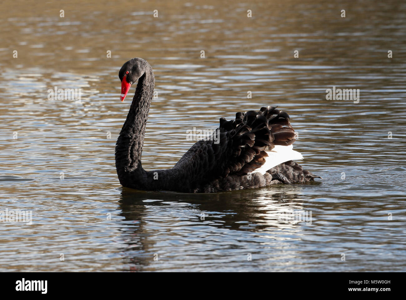 Black Swan (Cygnus atratus Stock Photo - Alamy