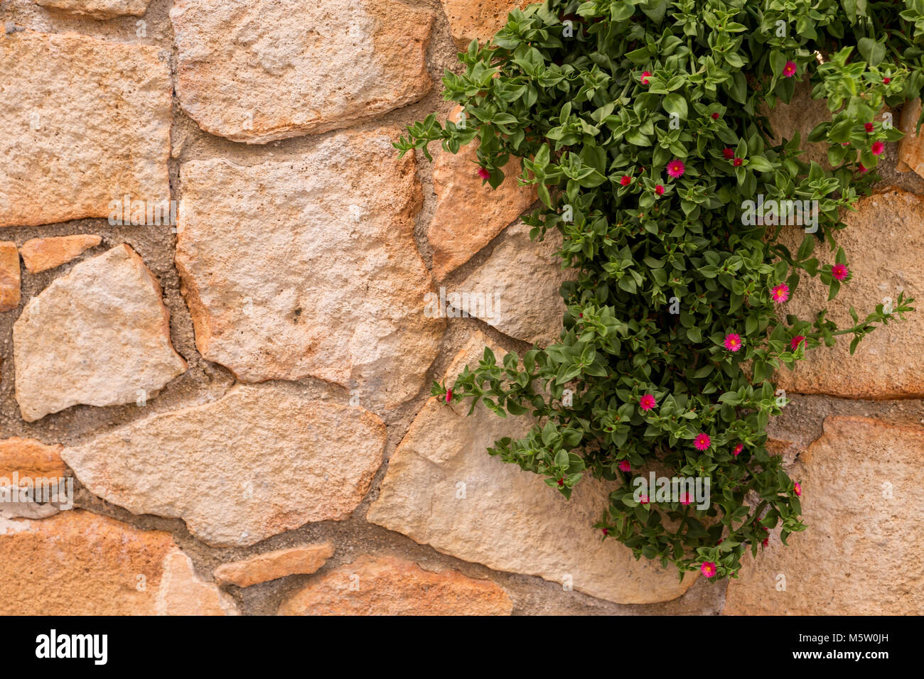 Stone plant hi-res stock photography and images - Alamy