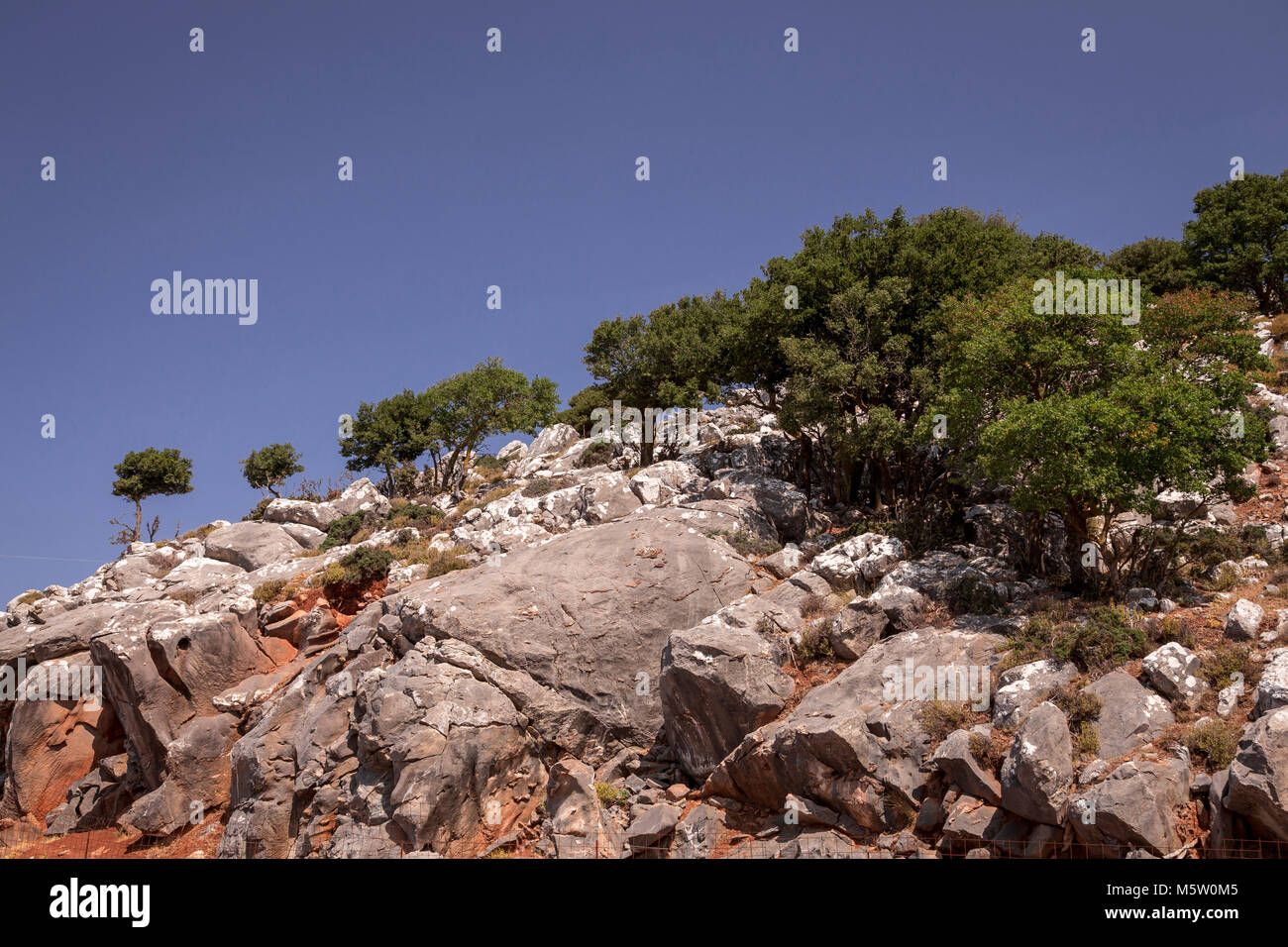 A grove of spindly olive trees growing in a rocky, barren and dry ...