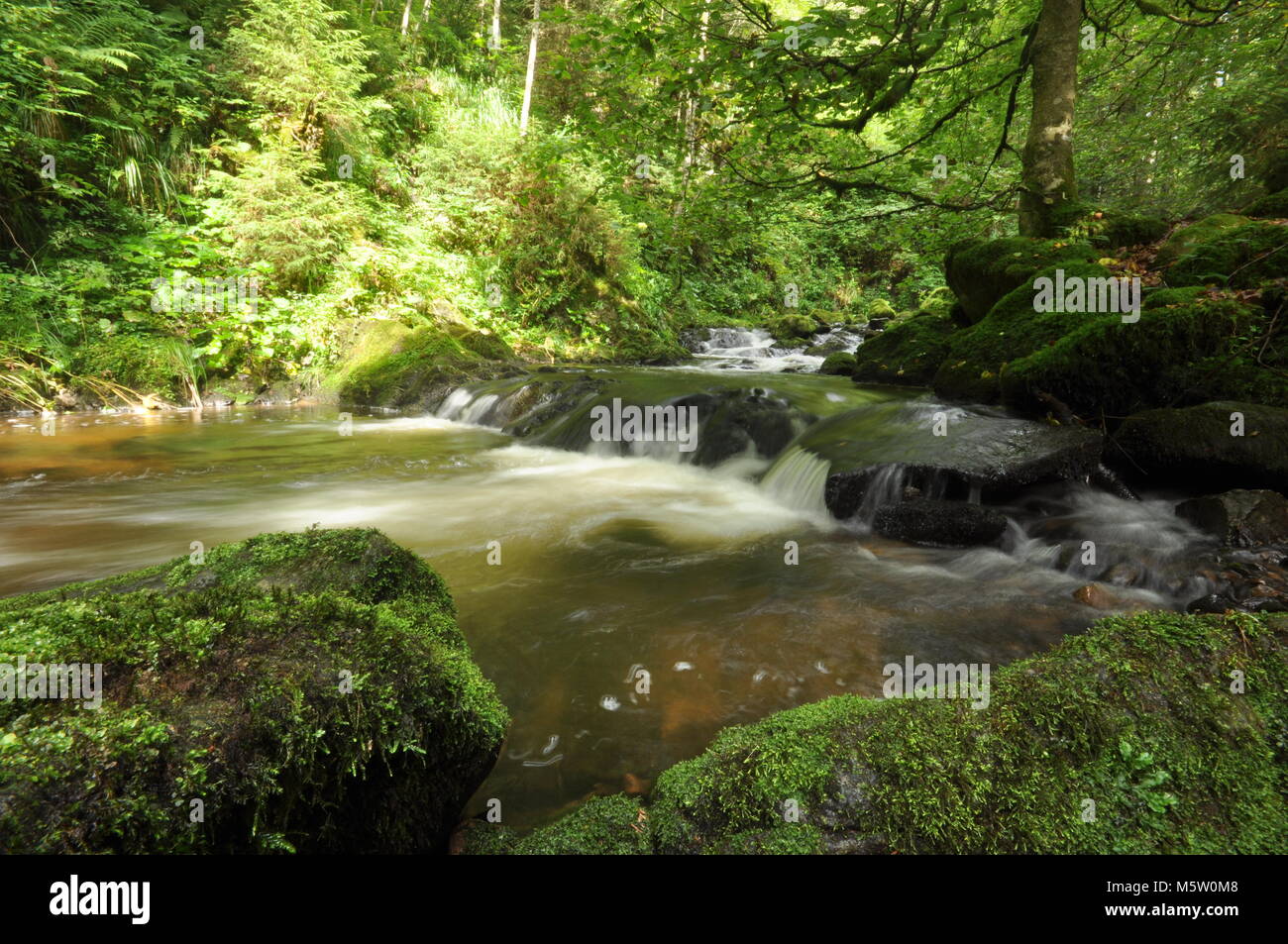 Beautiful streams with fast running water amongst forest. Taken within ...