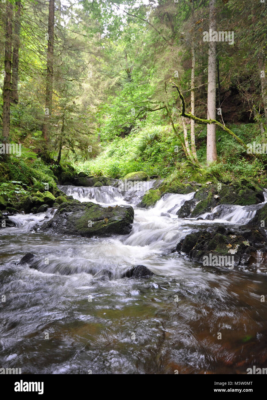 Beautiful streams with fast running water amongst forest. Taken within ...