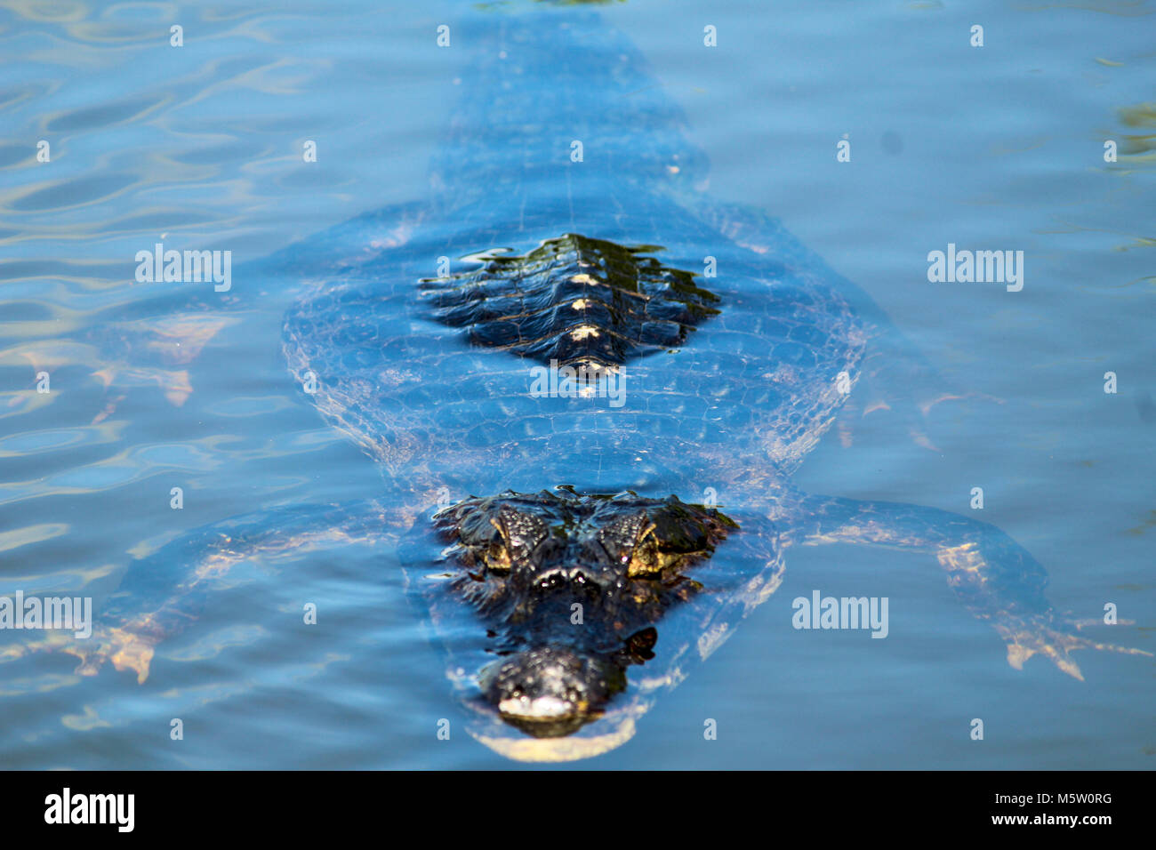 Jacaré hi-res stock photography and images - Alamy