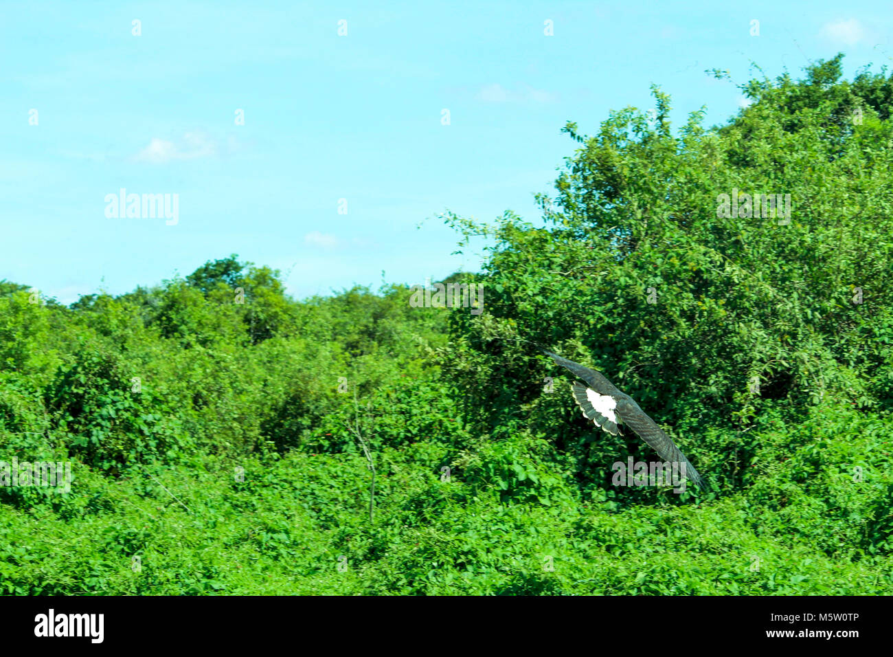 Revoada do Gavião Stock Photo - Alamy