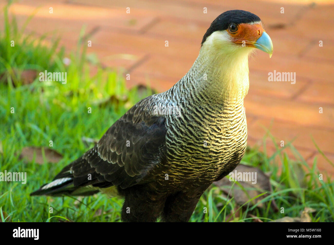 Carcará bird hi-res stock photography and images - Alamy