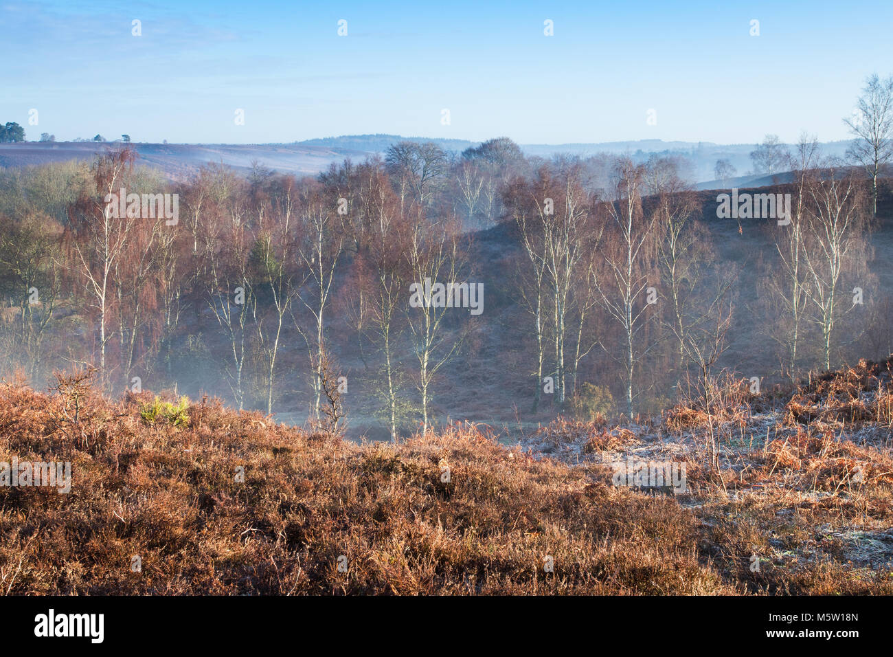 Cold New Forest Stock Photo - Alamy