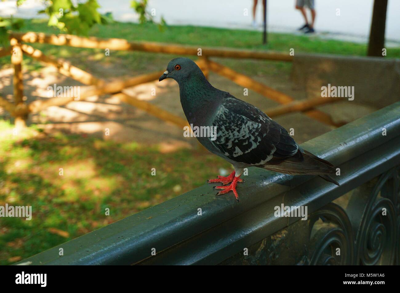 Pigeon milan hi-res stock photography and images - Alamy