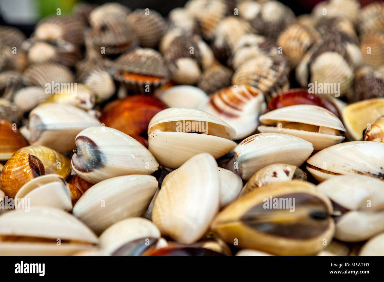 Shellfish varieties hi-res stock photography and images - Alamy
