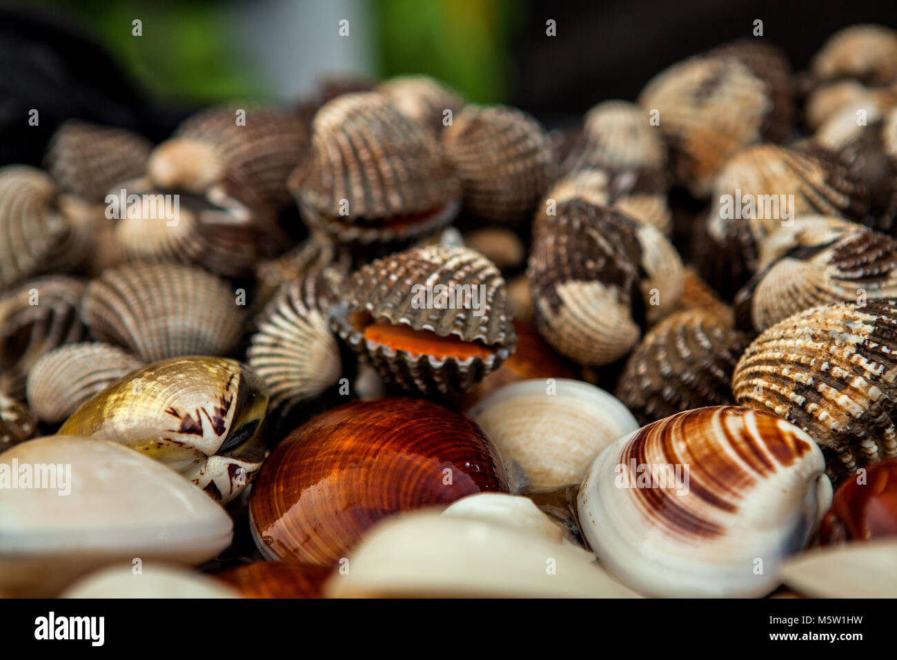 Shellfish varieties hi-res stock photography and images - Alamy