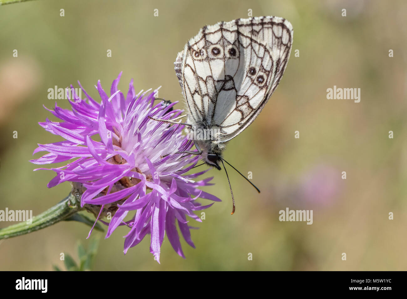 Marbled white butterfly on purple blossom Stock Photo - Alamy