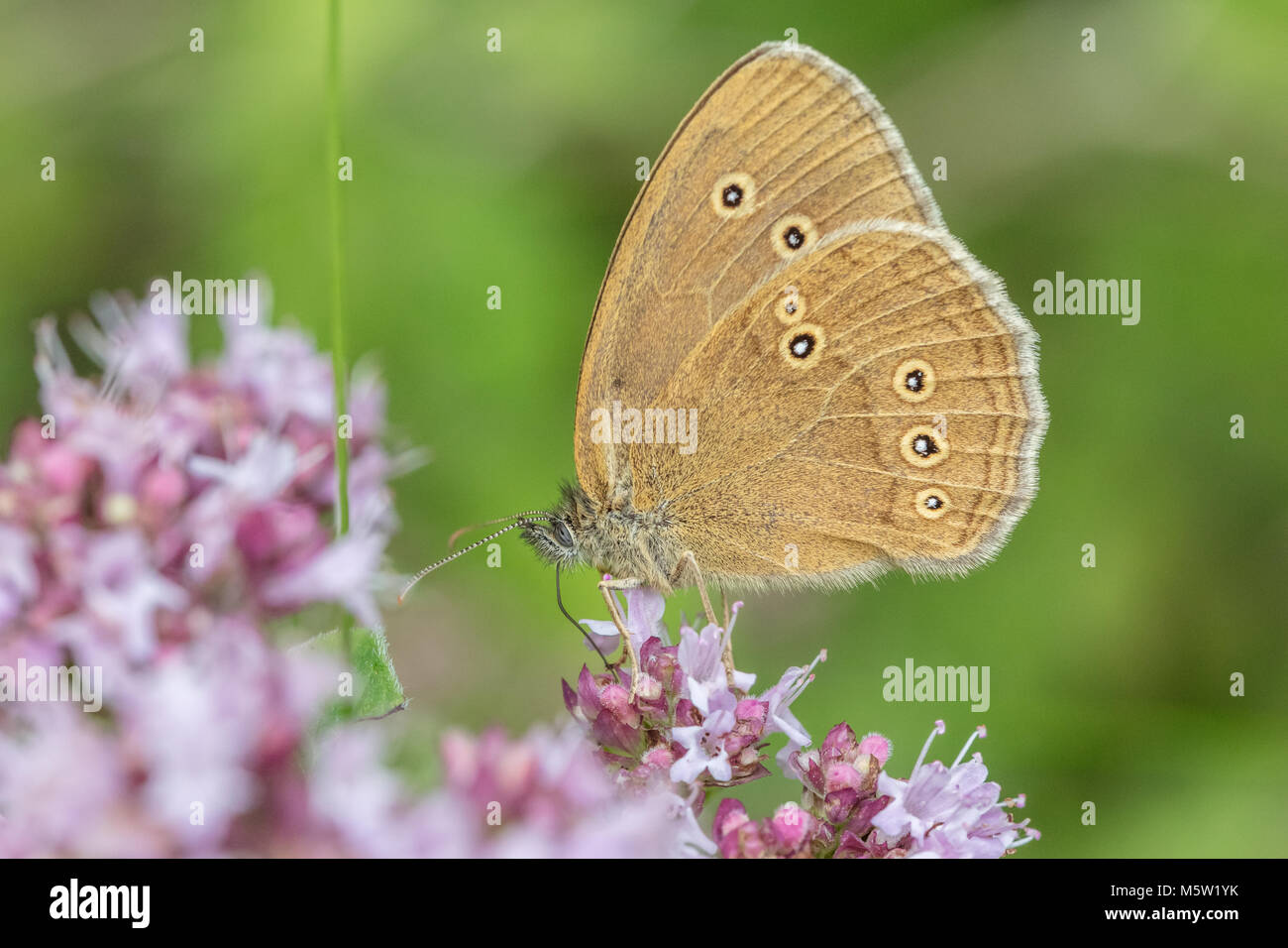 Ringlet butterfly sitting on blossom Stock Photo - Alamy