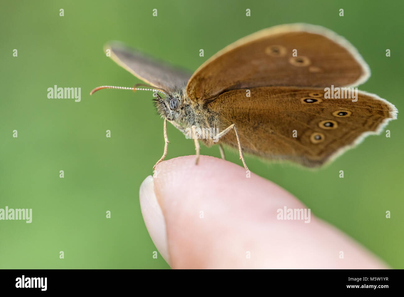Butterfly on finger hi-res stock photography and images - Alamy