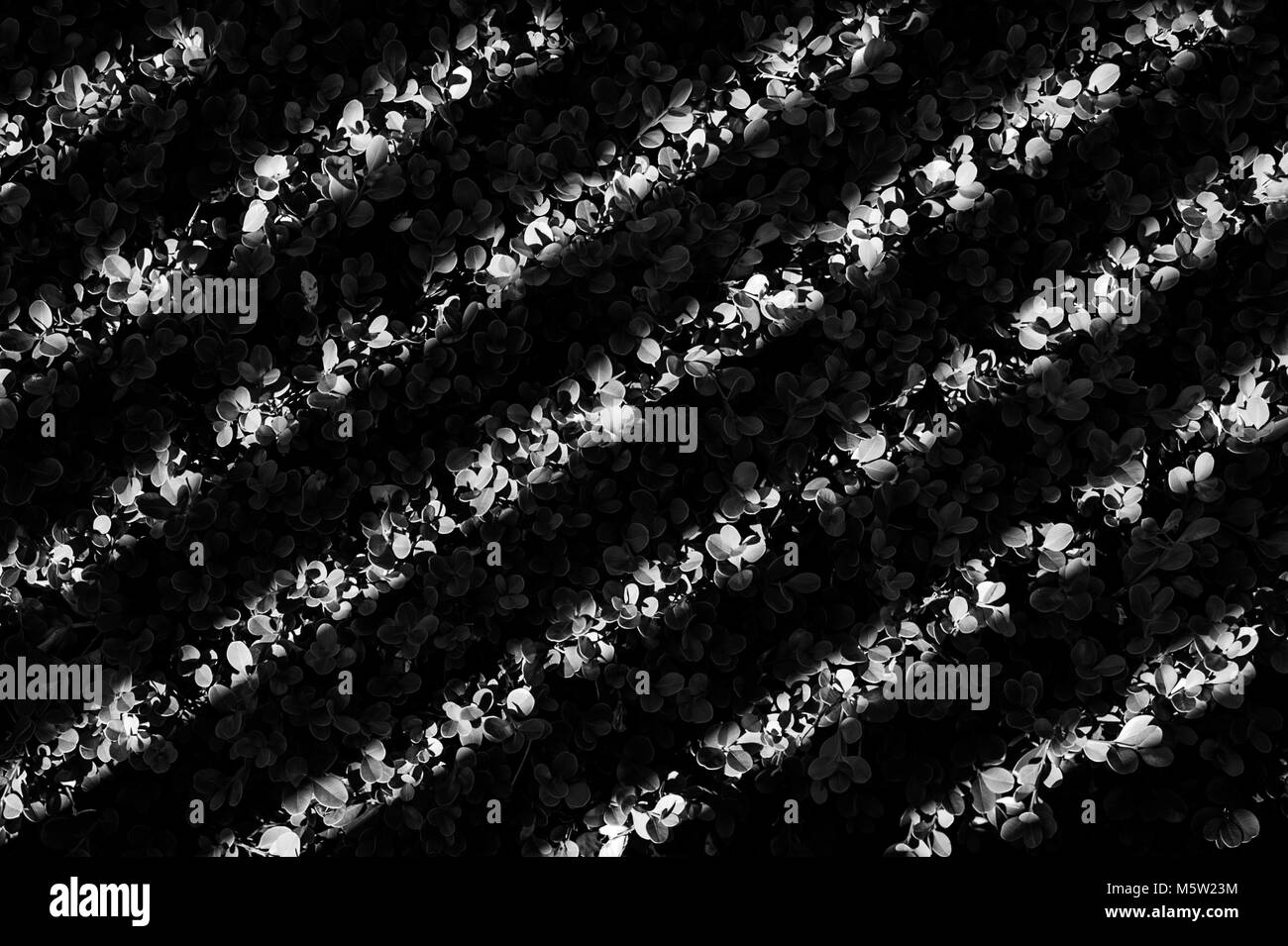 Parallel diagonal rows lines patterns Black and White Stock Photos ...