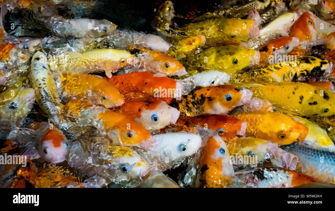 Big beautiful japanese fish hi-res stock photography and images - Alamy