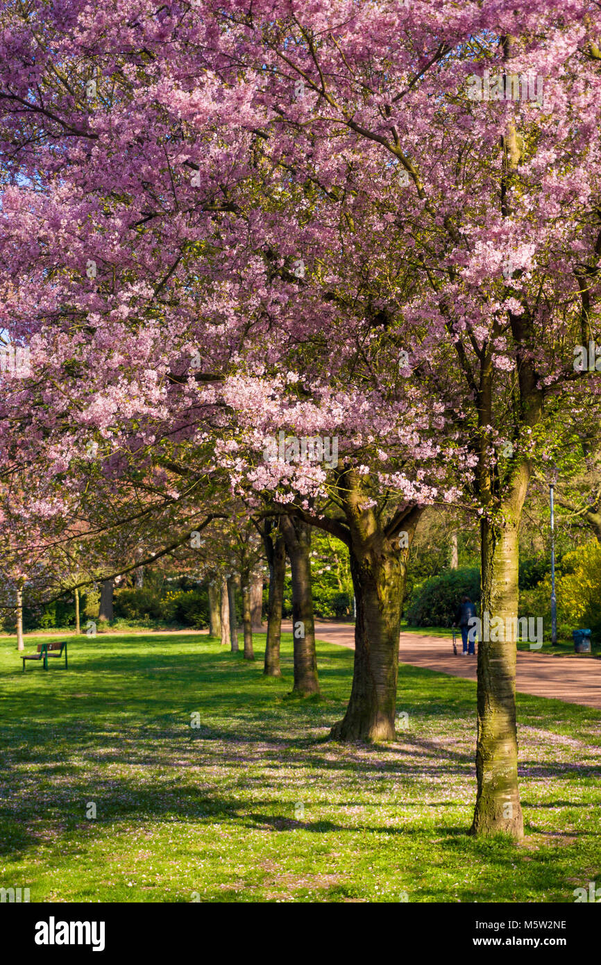 Cherry tree blossom. Beautiful nature scene with blooming tree Stock ...