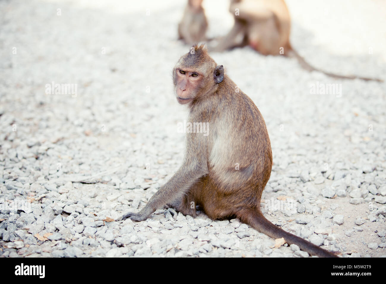 Monkey on the way. Cute monkey Stock Photo - Alamy