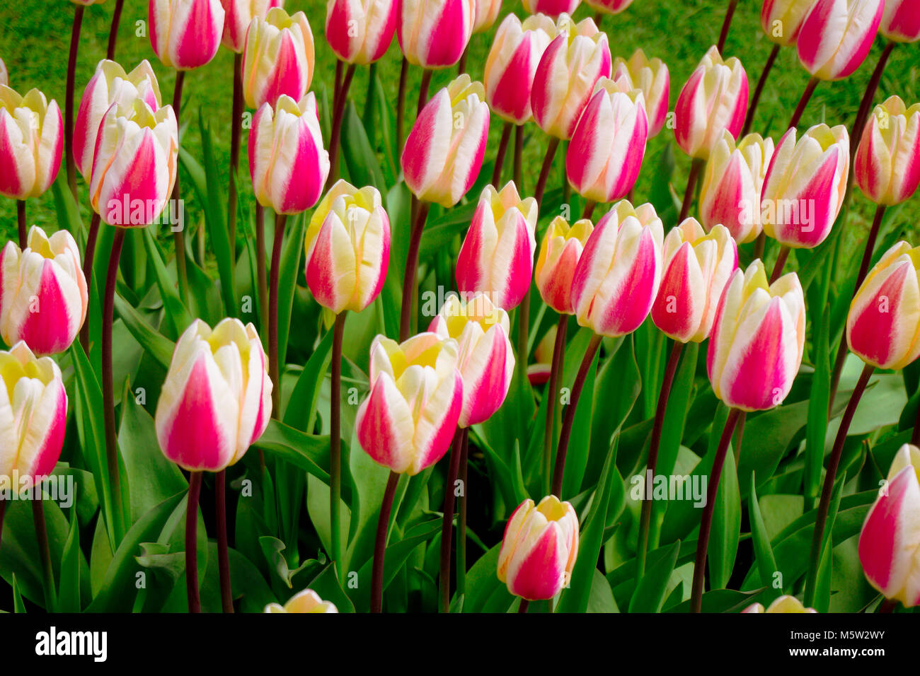 fresh spring flowers. Spring Background. Spring. Background Stock Photo ...
