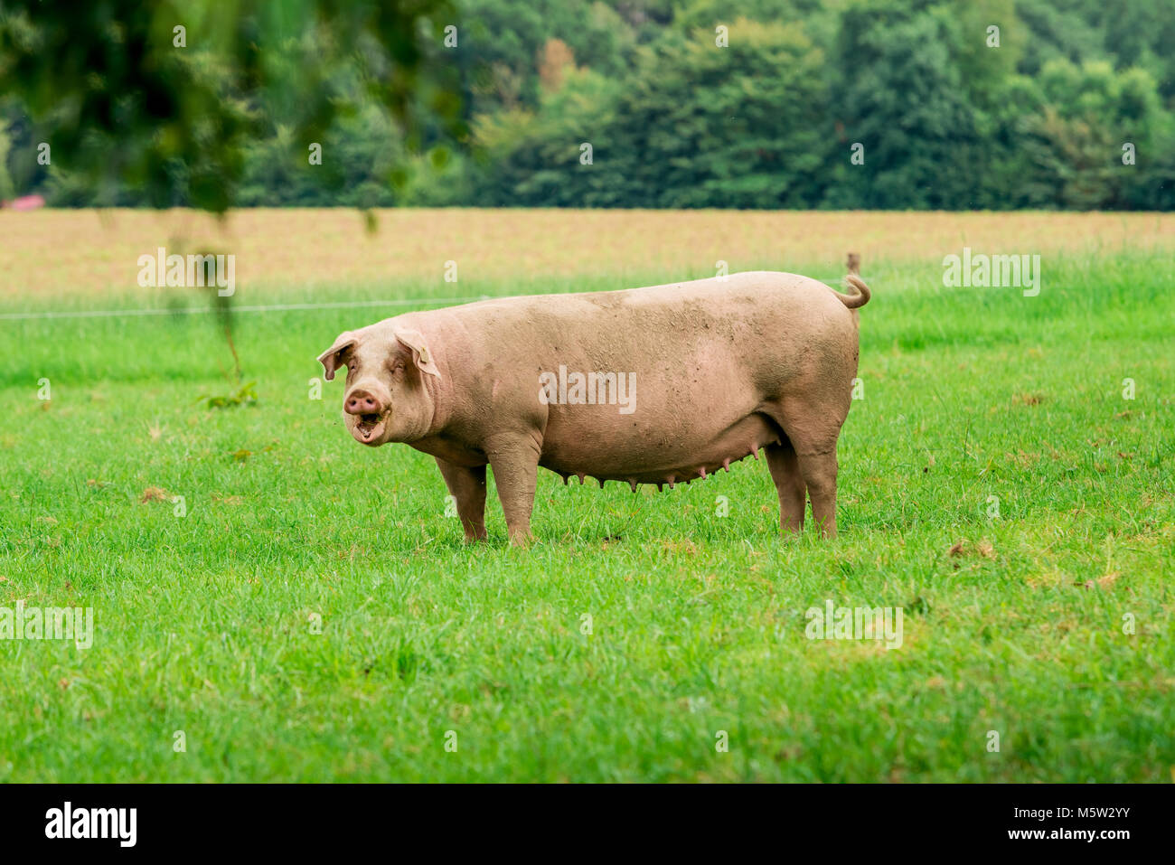 Pig farm. pigs in field. Healthy pig on meadow Stock Photo - Alamy