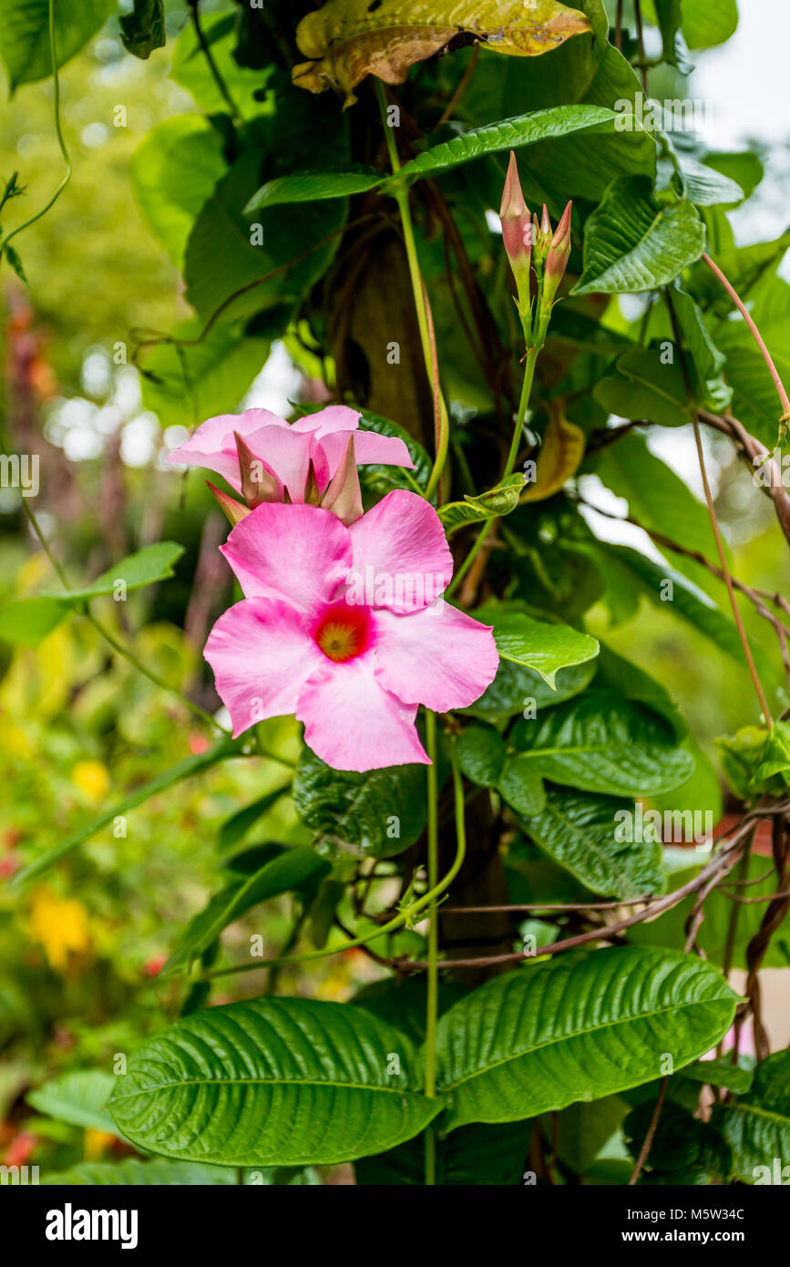 Mandevilla sanderi hi-res stock photography and images - Alamy