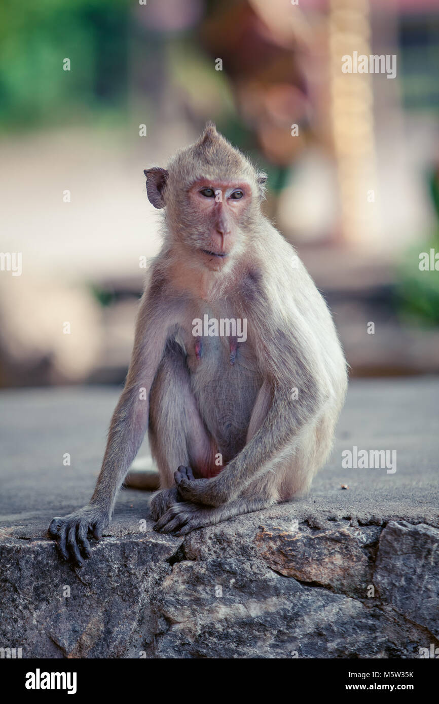 Portrait of brown macaque monkey sitting on road Stock Photo - Alamy