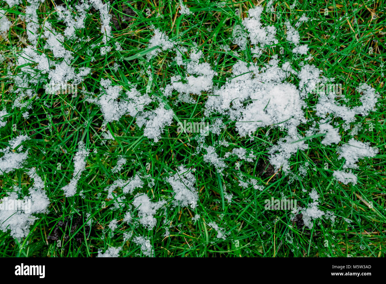 snow covered grass in field Stock Photo - Alamy