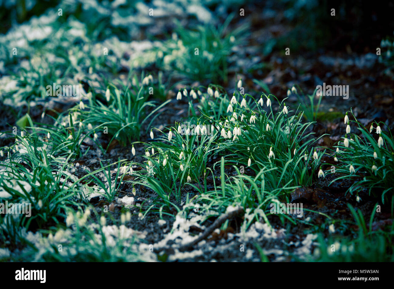 Snowdrop spring flowers Stock Photo - Alamy