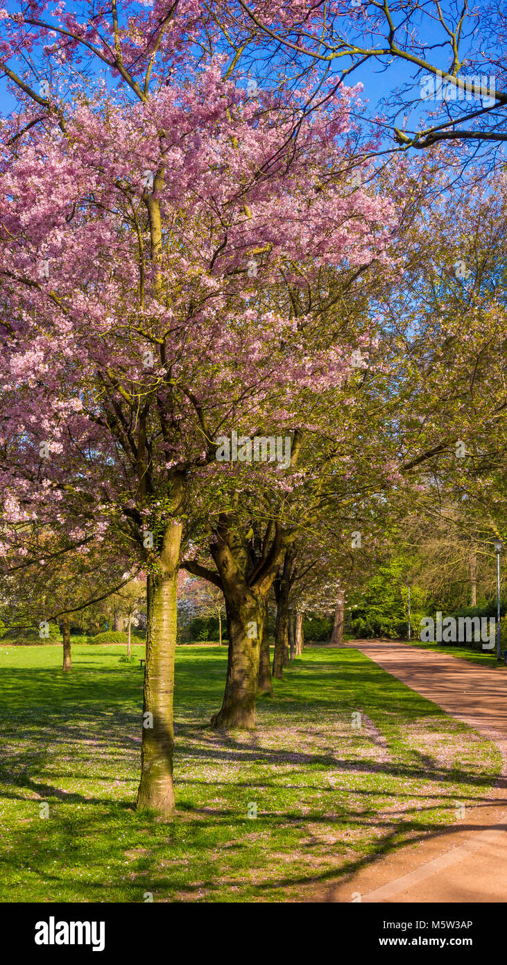 Beautiful park garden in spring. spring landscape Stock Photo - Alamy