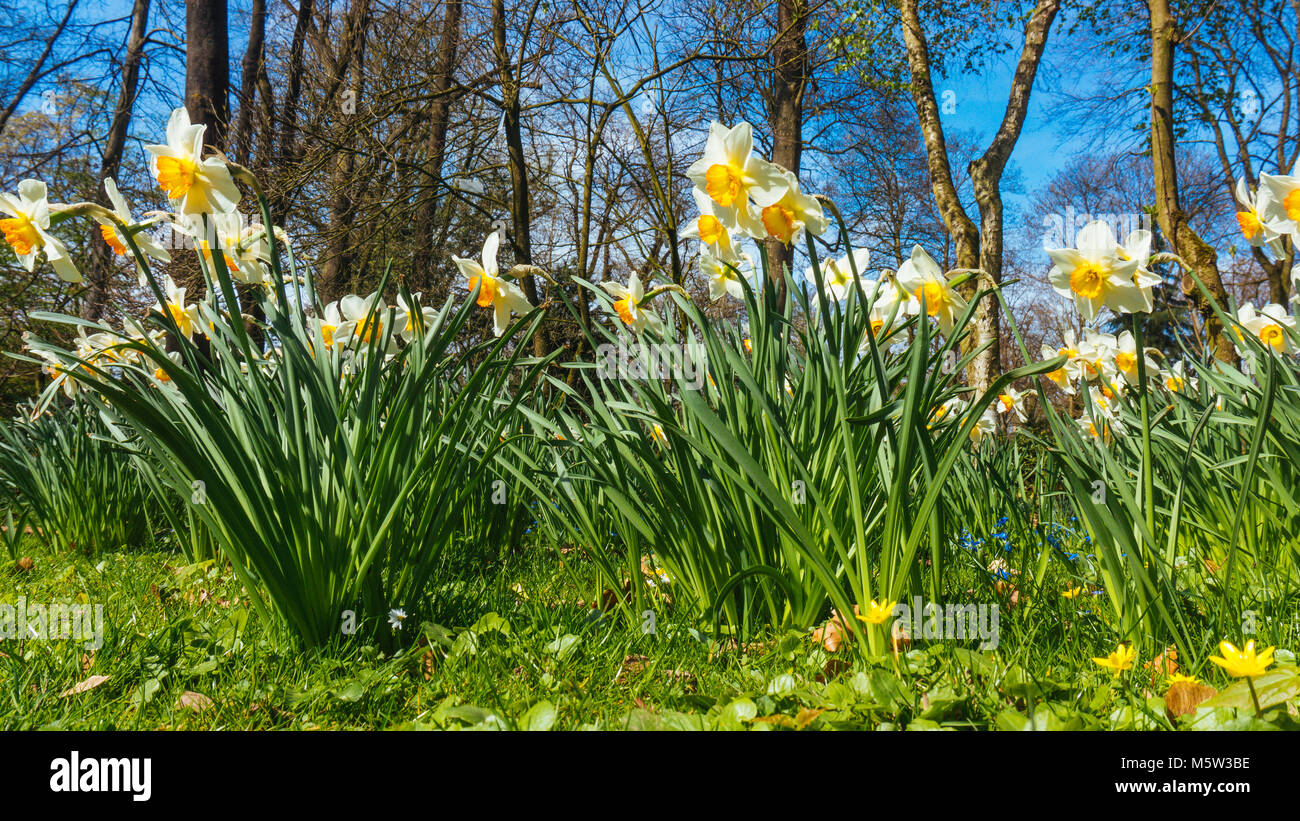 spring narcissus flowers. flowers in spring season Stock Photo - Alamy