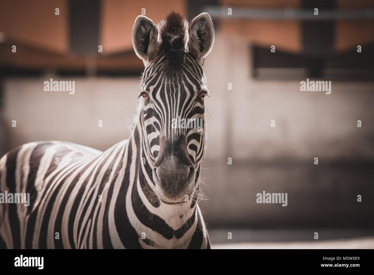 Zebra close up portrait Stock Photo - Alamy