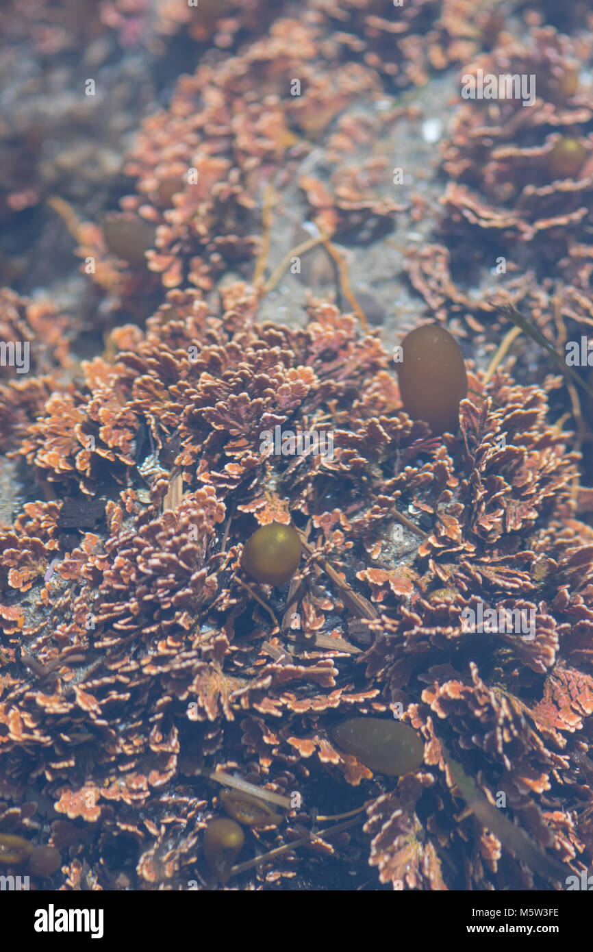Calcareous algae hi-res stock photography and images - Alamy