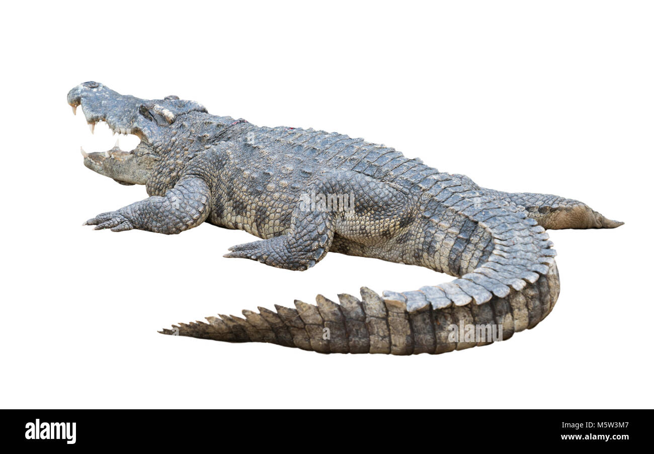 Crocodile Cut Out Stock Images & Pictures - Alamy