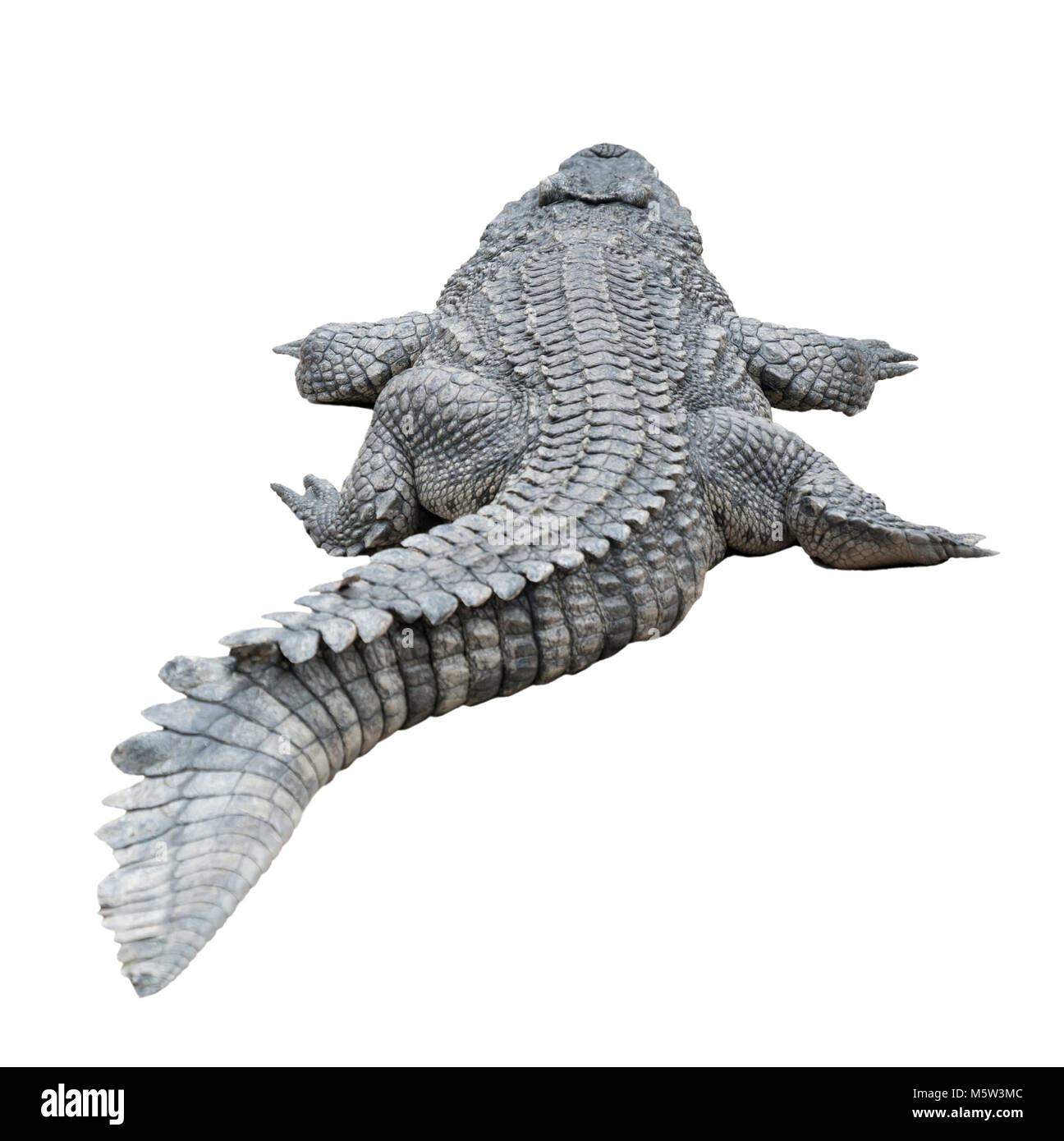 Crocodile Cut Out Stock Images & Pictures - Alamy