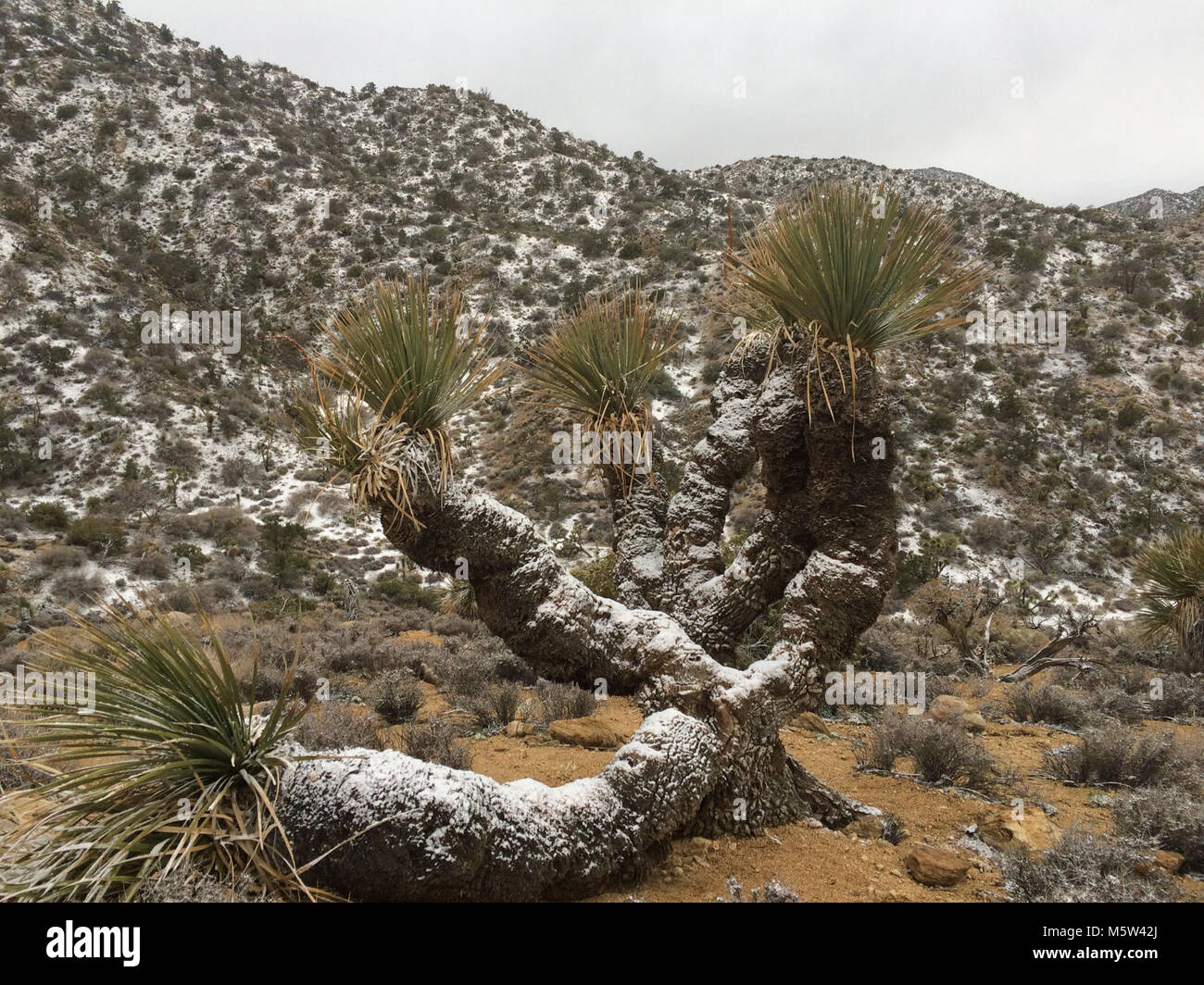 Snow at Black Rock Campground, December Stock Photo - Alamy