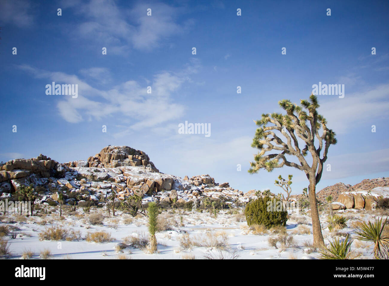 Snowfall on - Along Barker Dam trail Stock Photo - Alamy