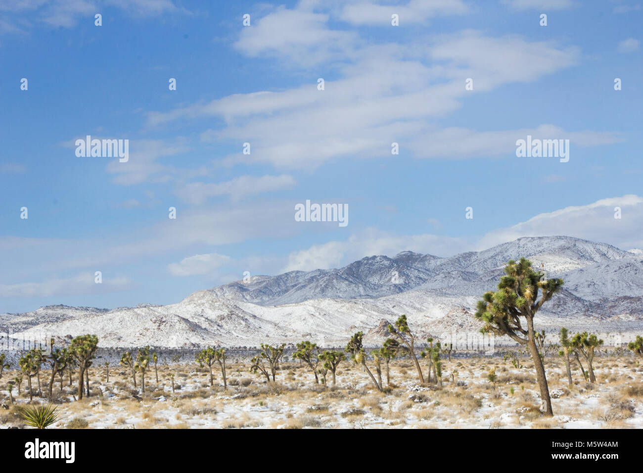 Snowfall on - Juniper Flats Area Stock Photo - Alamy
