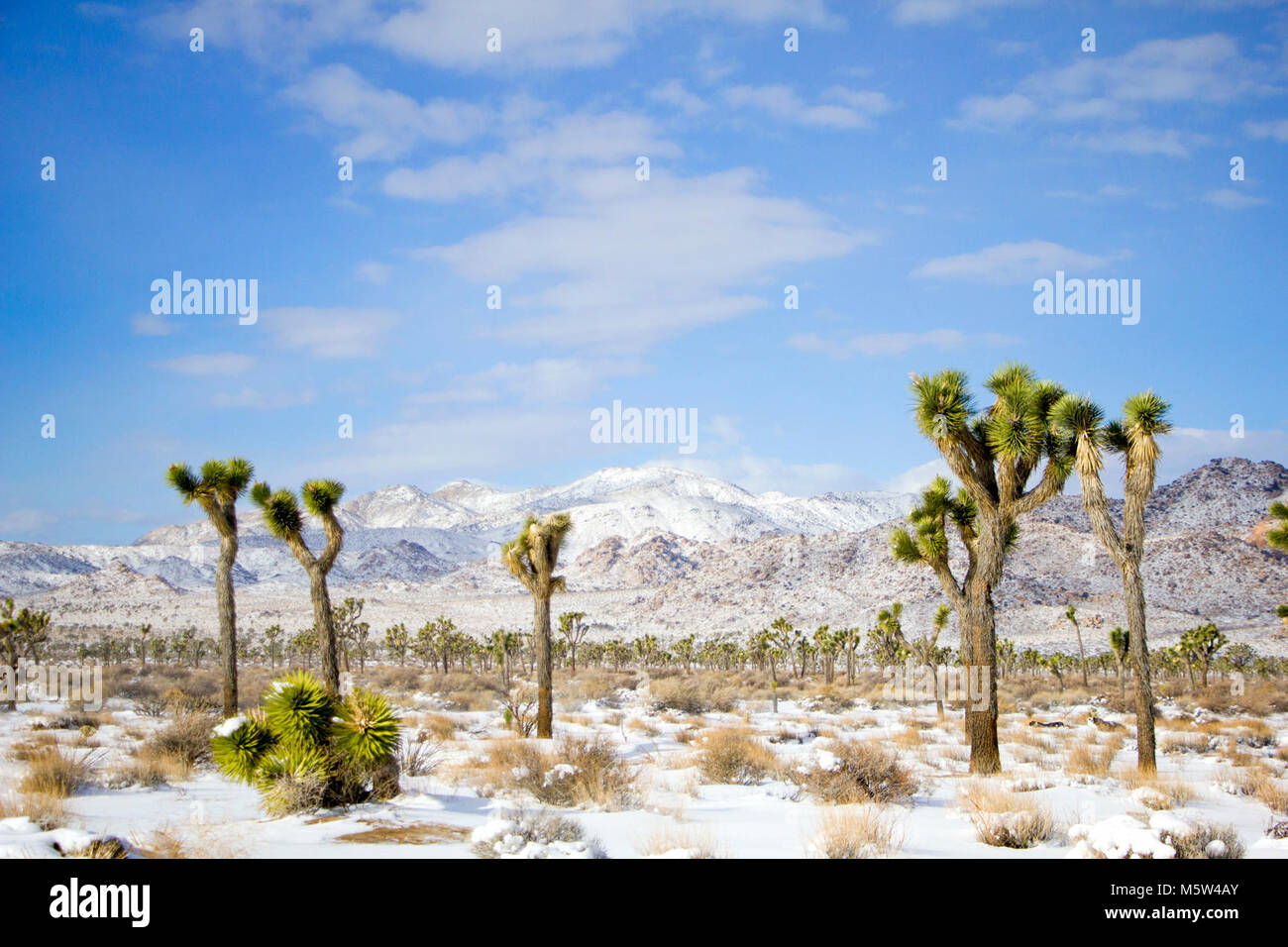 Snowfall on - Juniper Flats Area Stock Photo - Alamy