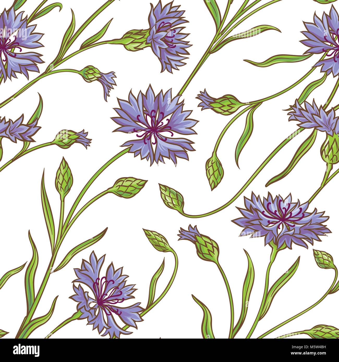 cornflower plant vector pattern on white background Stock Vector Image ...